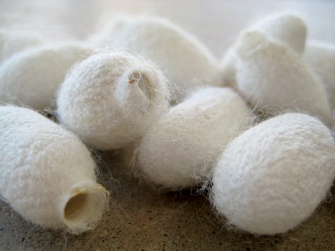 Quel insecte produit de la soie ? Ver à soie bombyx du mûrier