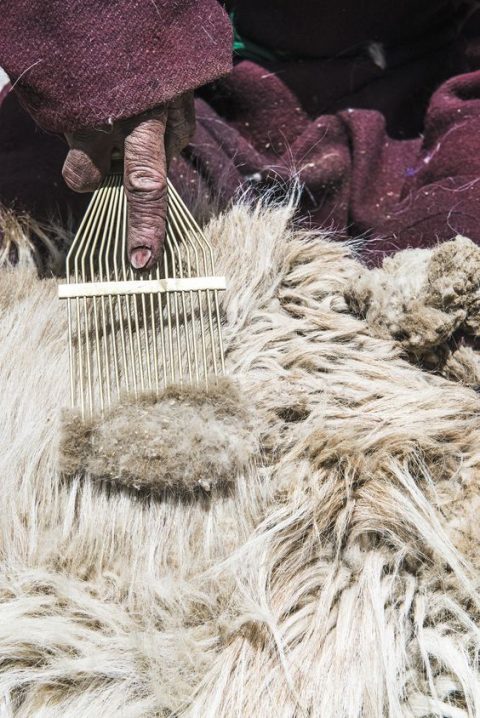 Chèvre pashmina du cachemire